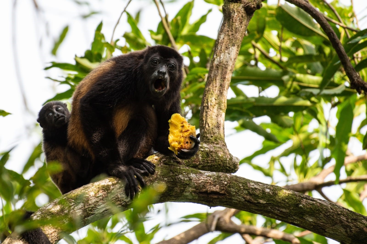 Panama Indigenous Intercambio Program (PIIP) | Heritage University